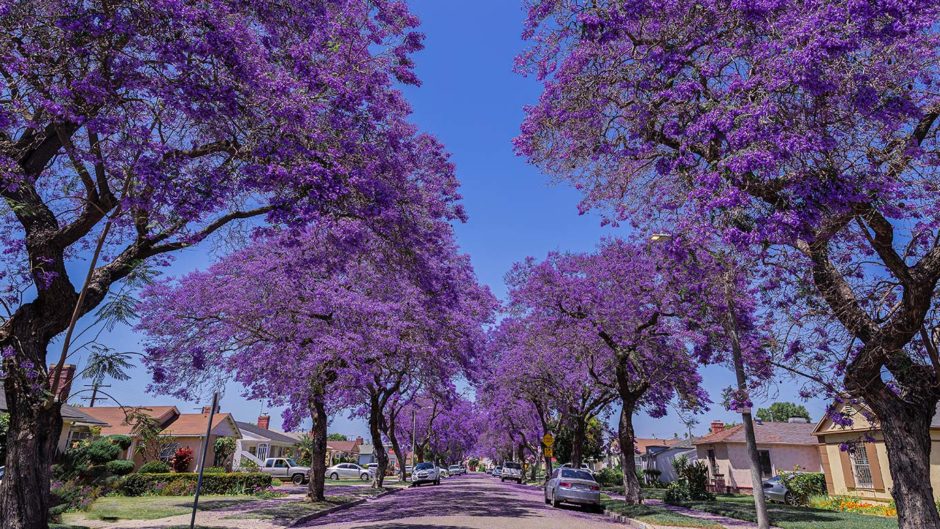 Here's What L.A.'s Jacaranda Bloom Looks Like Right Now
