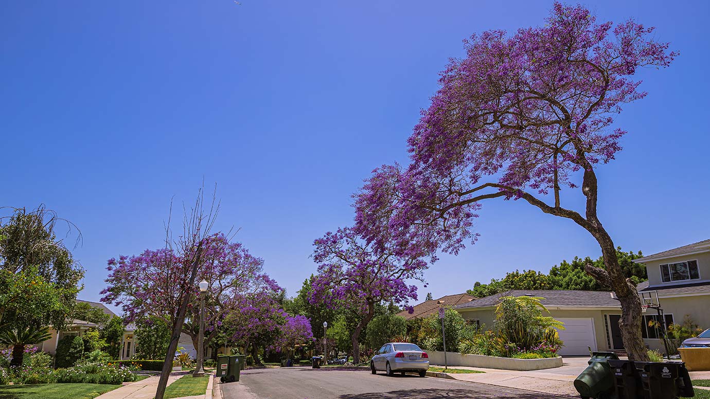 Here's What L.A.'s Jacaranda Bloom Looks Like Right Now