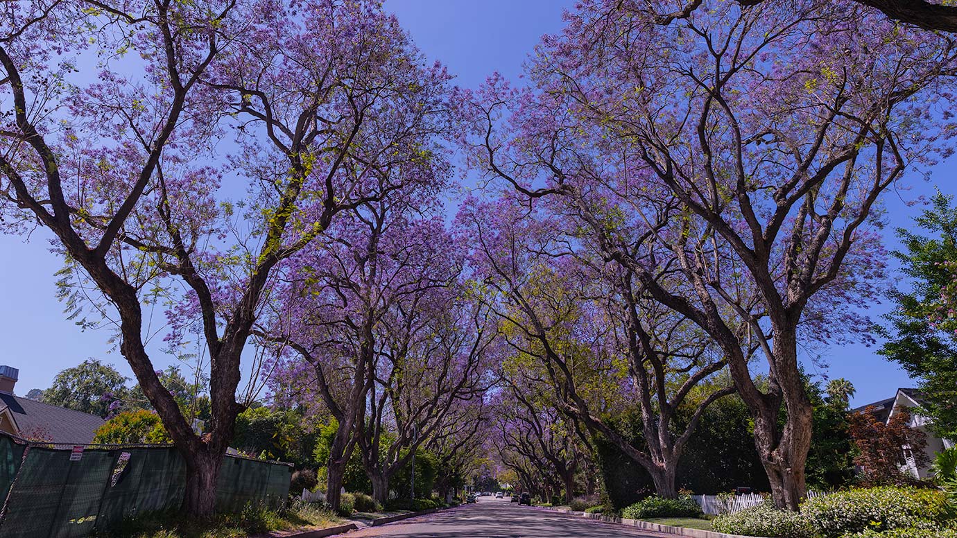 Here's What L.A.'s Jacaranda Bloom Looks Like Right Now