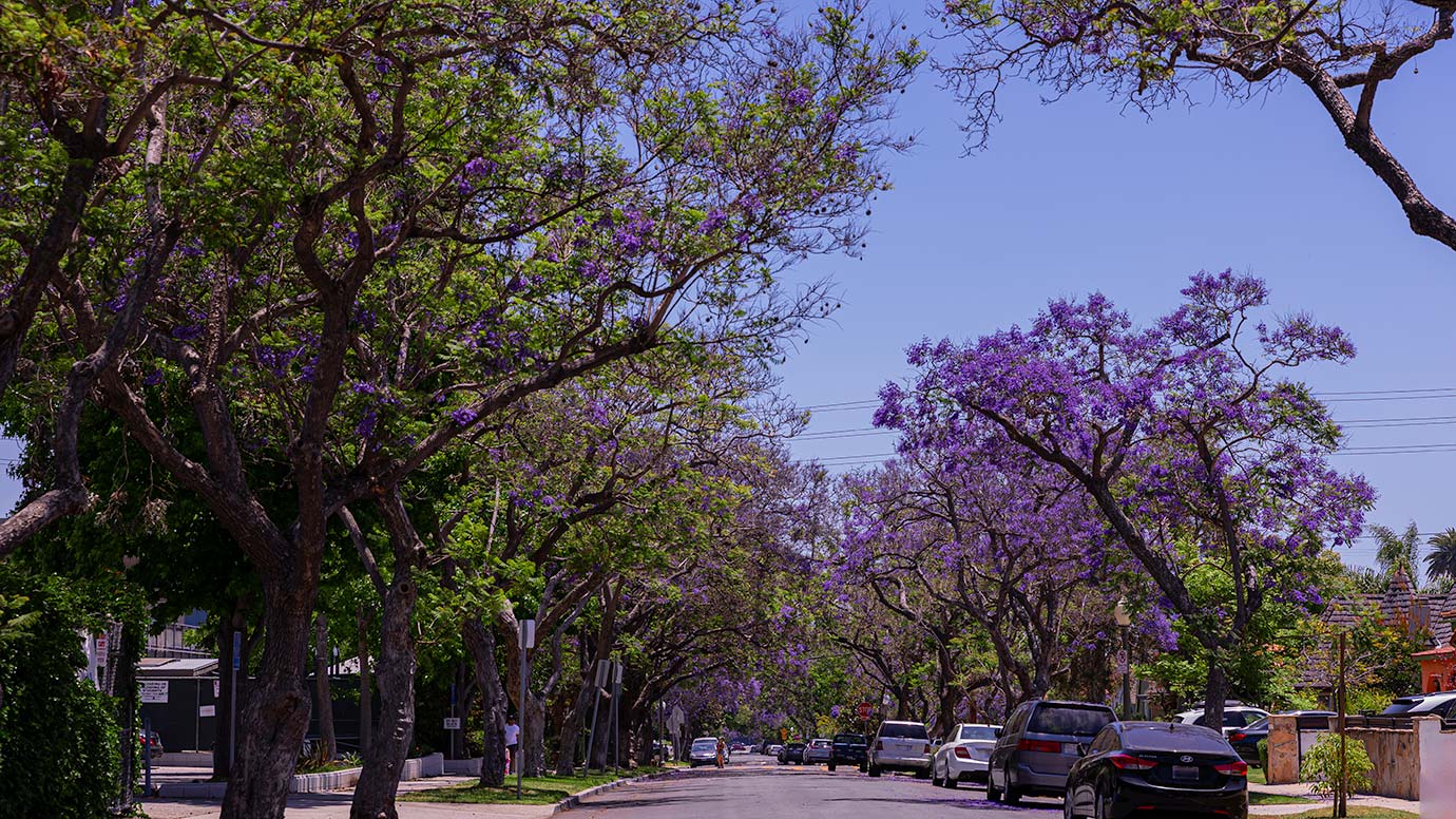 Here's What L.A.'s Jacaranda Bloom Looks Like Right Now