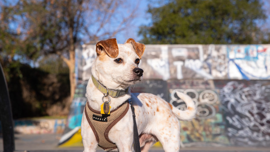 Walking the L.A. River Path in Frogtown | L.A. on Foot #2